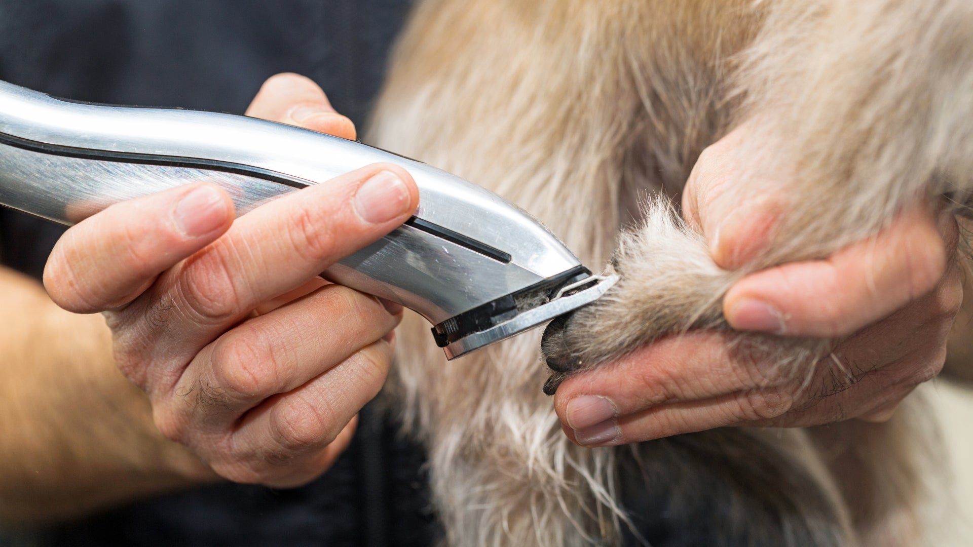 Hoe u uw hond thuis kunt trimmen: een complete gids – SmartPaw