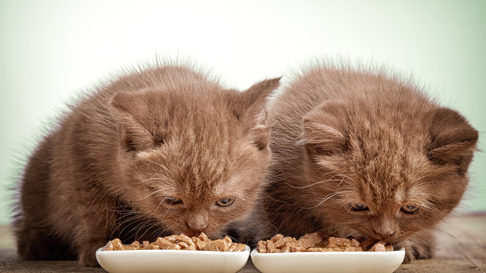 Why Does My Cat Eat Too Fast and How to Stop It? – SmartPaw